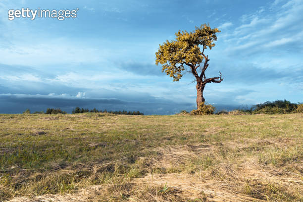 Lonely old tree in the middle of a meadow in autumn, Hungary ...