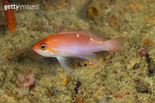 Hutomo's Anthias Pseudanthias hutomoi, Triton Bay, West Papua Province ...
