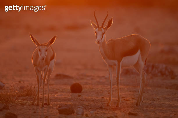 Two springbok stand while grazing in beautiful light in Etosha National ...