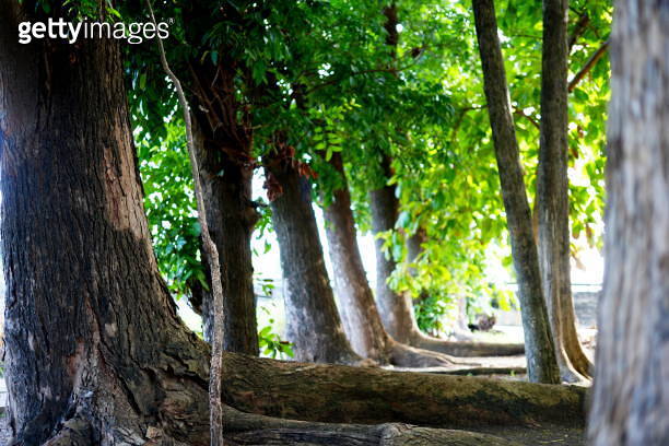 Large Tree Base 이미지 (1658831249) - 게티이미지뱅크