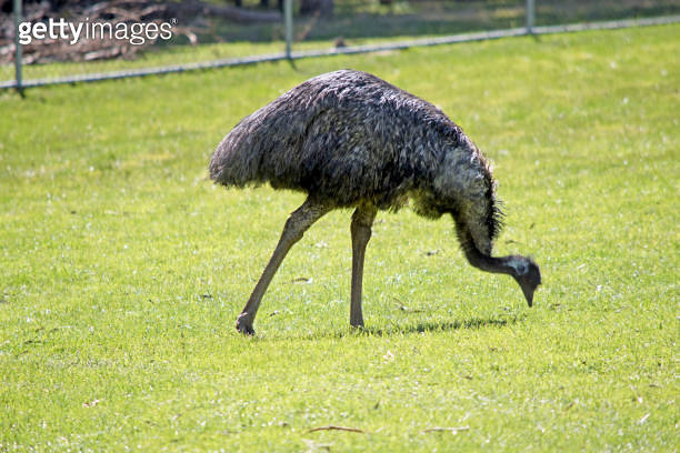 this is a side view of an emu walking eating grass 이미지 (1456450067 ...