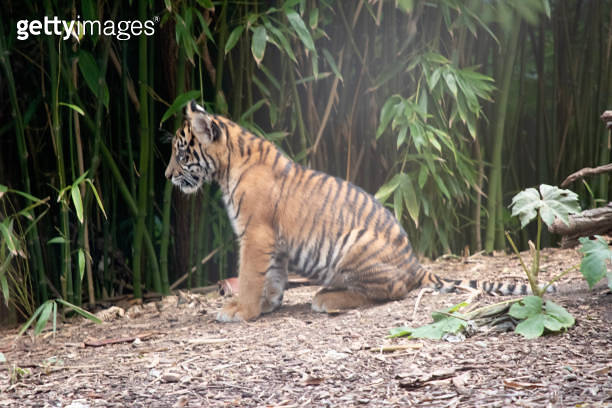 this is a side view of a tiger cub (1831077240) - 게티이미지뱅크