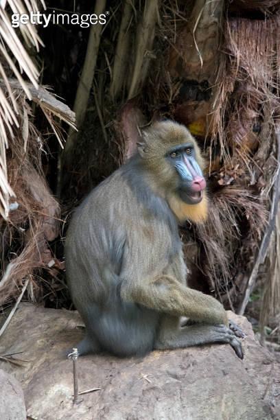 the mandrill has red and blue skin on its face and posterior.Its body ...