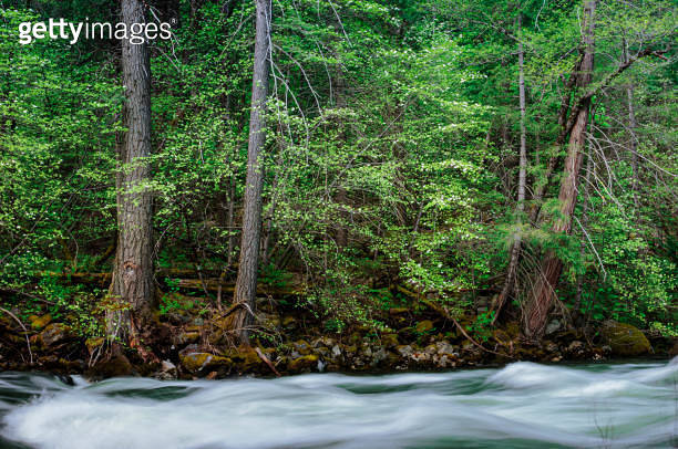 Yosemite's Merced River with Blooming Dogwood Flowers 이미지 (1463554905 ...