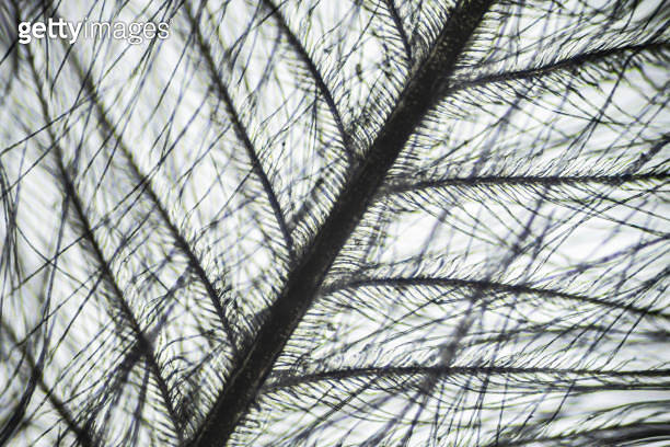 Down feather from a pillow under a microscope, magnification of 40 ...
