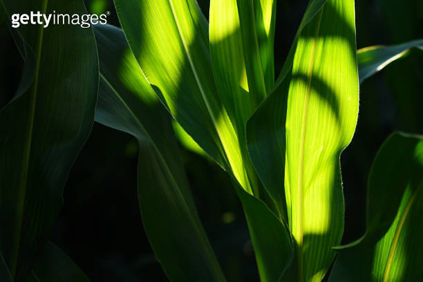 Translucent lush green corn leaves in cultivated field, agriculture and ...