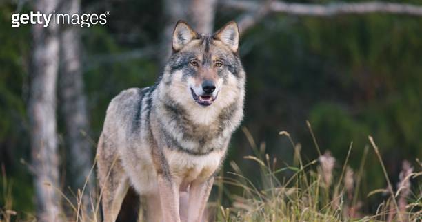 Tired male grey wolf yawning in the forest 이미지 (1736554528) - 게티이미지뱅크