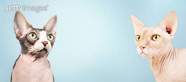 Two Sphynx cats on colored background. 이미지 (1863374930) - 게티이미지뱅크