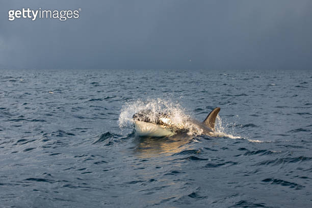 Orca (killer whale) swimming in the cold waters on Tromso, Norway ...