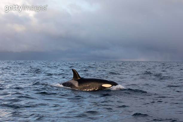 Orca (killer whale) swimming in the cold waters on Tromso, Norway ...