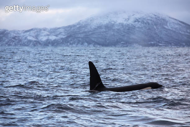 Orca (killer whale) swimming in the cold waters on Tromso, Norway ...