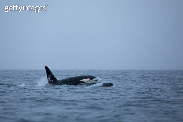 Orca (killer whale) swimming in the cold waters on Tromso, Norway ...