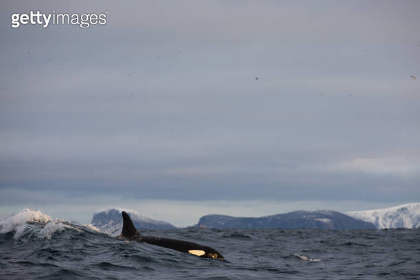 Orca (killer whale) swimming in the cold waters on Tromso, Norway. 이미지 ...