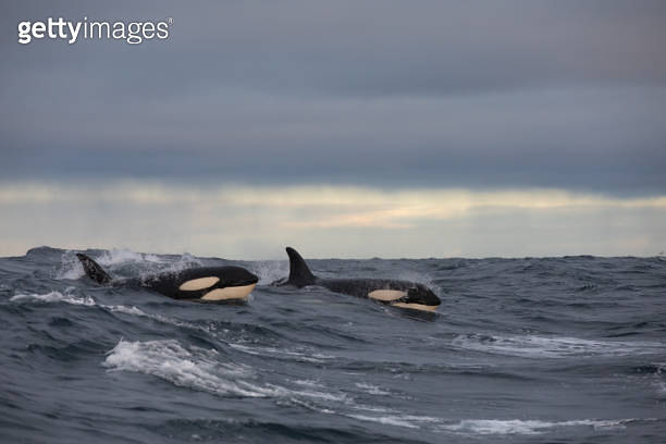 Orca (killer whale) swimming in the cold waters on Tromso, Norway ...