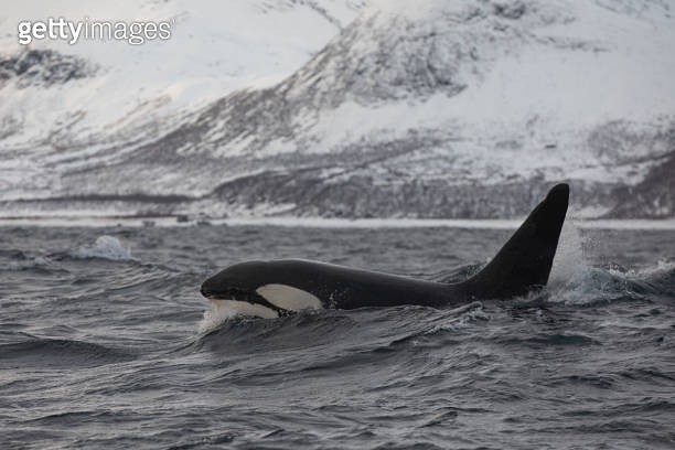 Orca (killer whale) swimming in the cold waters on Tromso, Norway ...
