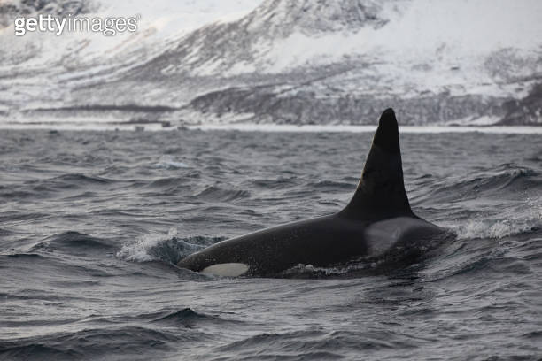 Orca (killer whale) swimming in the cold waters on Tromso, Norway ...