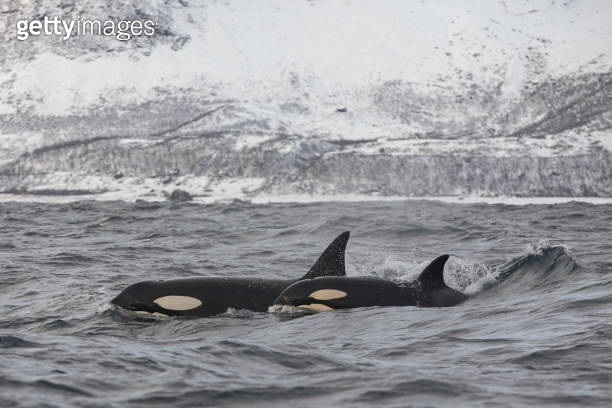 Orca (killer whale) swimming in the cold waters on Tromso, Norway ...