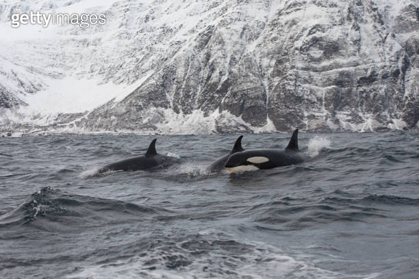 Orca (killer whale) swimming in the cold waters on Tromso, Norway ...