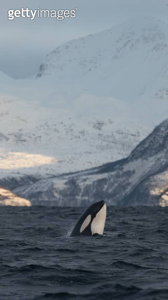 Orca (killer whale) swimming in the cold waters on Tromso, Norway ...