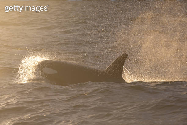 Orca (killer whale) swimming in the cold waters on Tromso, Norway ...