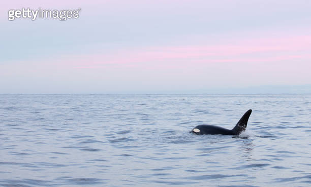 Orca (killer whale) swimming in the cold waters on Tromso, Norway ...