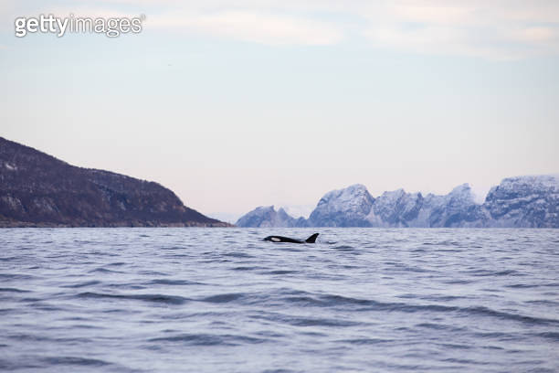Orca (killer whale) swimming in the cold waters on Tromso, Norway ...