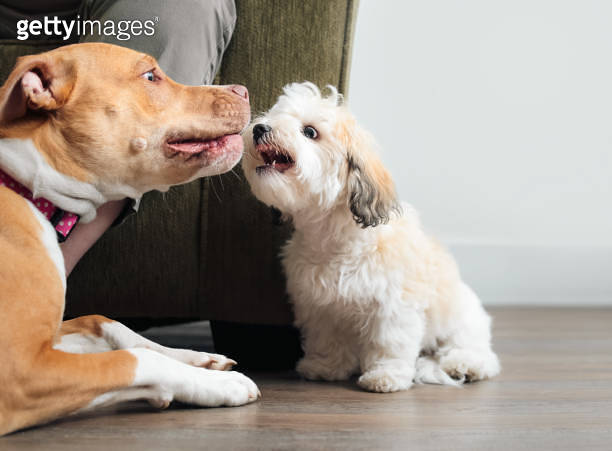 Small puppy dog growling at large dog 이미지 (1835400141) - 게티이미지뱅크