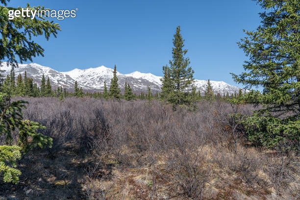 Edge of Tree line and Tundra in Denali National Park with snow covered ...