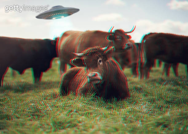 Ufo, futuristic and spaceship with cow on farm for science fiction ...