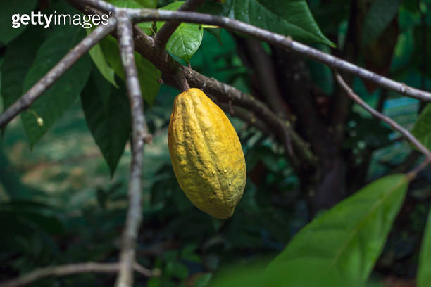 Yellow Cocoa pods grow on trees. The cocoa tree ( Theobroma cacao ...