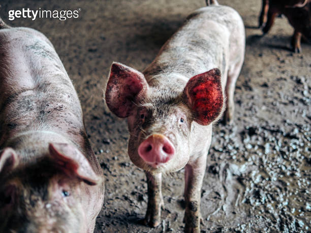 Breeder pig with dirty body, Close-up of Pig's body.Big pig on a farm ...