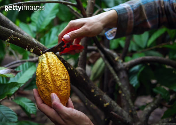 Close-up hands of a cocoa farmer use pruning shears to cut the cocoa ...