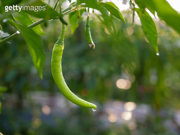 Green chilli in the garden, organic green chilli growing on chilli tree ...