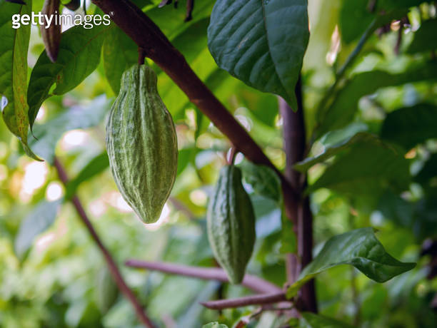 Unripe Cocoa pods grow on trees. The cocoa tree ( Theobroma cacao ...