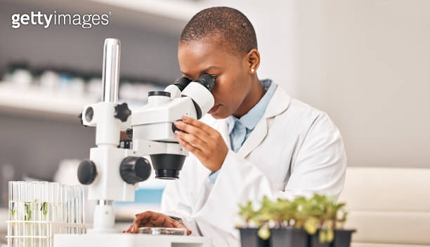 Science, woman and plants, microscope or laboratory research for ...