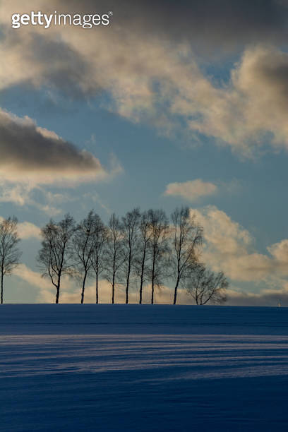 Birch trees on a snowy hill and dusk sky (1822157890) - 게티이미지뱅크