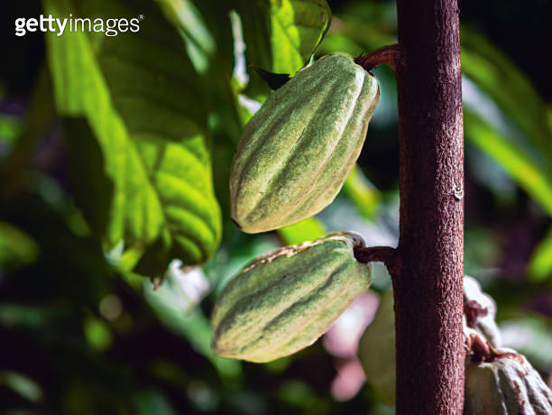 Green Cocoa pods grow on trees. The cocoa tree ( Theobroma cacao ) with ...