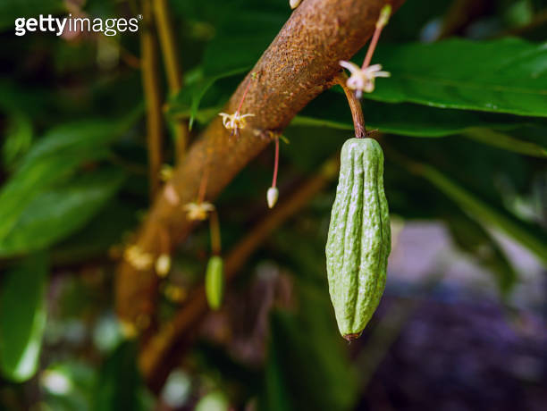 Green small Cocoa pods branch with young fruit and blooming cocoa ...