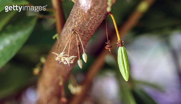Green small Cocoa pods branch with young fruit and blooming cocoa ...