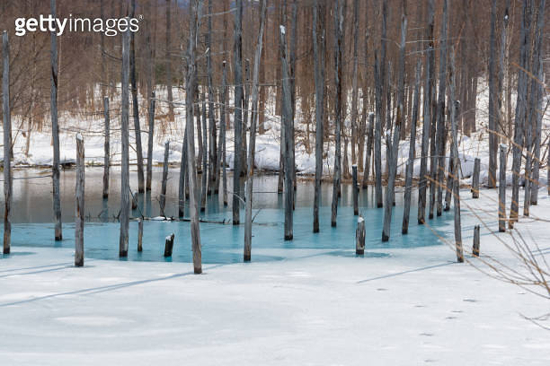 Blue pond where the ice has begun to melt in spring 이미지 (1456194565 ...