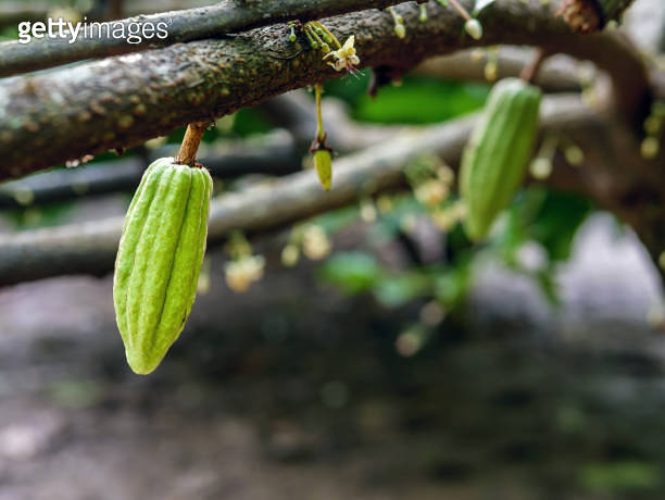 Green small Cocoa pods branch with young fruit and blooming cocoa ...