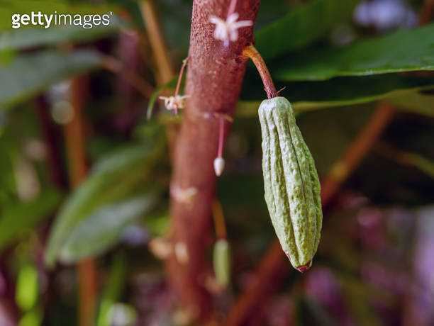 Green small Cocoa pods branch with young fruit and blooming cocoa ...