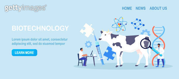 Biology scientists doing research cow dna. Genetically modified animals ...