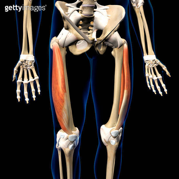 Male Vastus Lateralis Muscles Anterior View Isolated on Human Skeleton ...