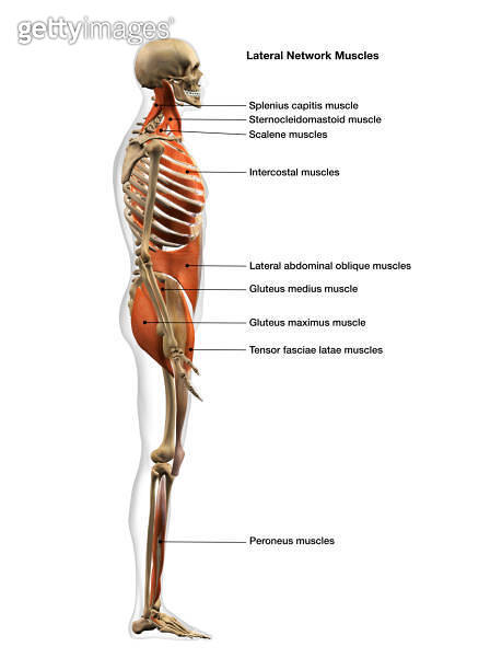 Full Body Anatomy Diagram of Male Lateral Network Muscles (1468312003 ...