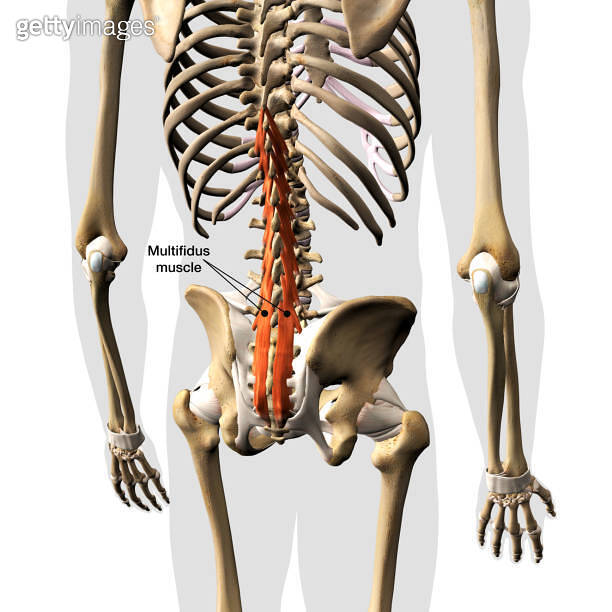 Labeled Multifidus Muscles Isolated on the Spinal Column, Rear View, 3D ...