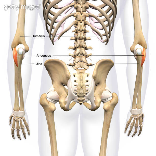 3D Rendering of Anconeus Lower Arm Muscles, Labeled Posterior View on ...
