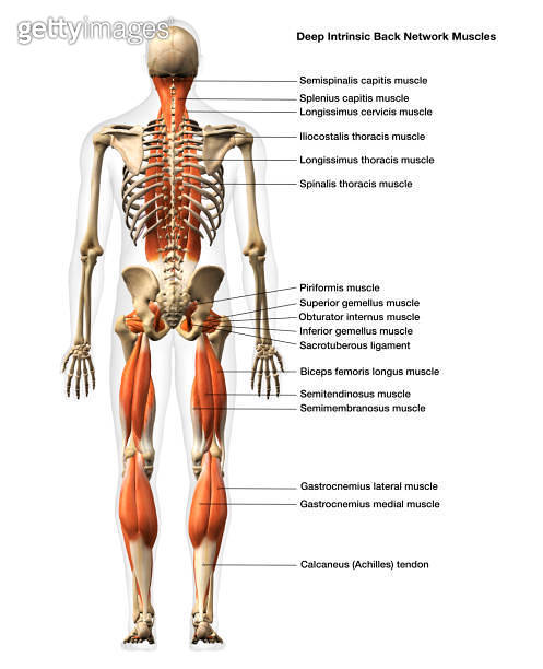 Male Full Body Back Network Muscles Rear View Isolated on a White ...
