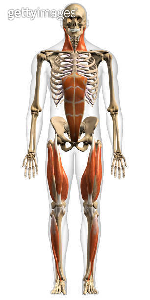 Male Full Body Superficial Network Muscles Front View Isolated on White ...