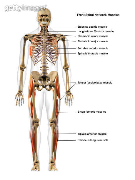 Male Full Body Spiral Network Muscles Front View Isolated on White ...